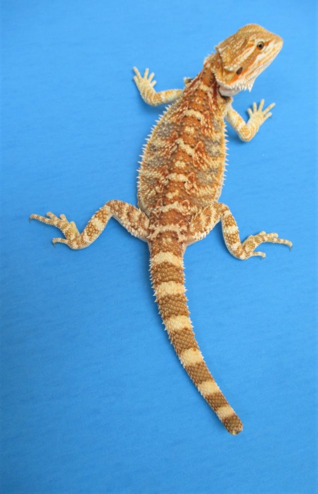 Tangerine & Orange Bearded Dragons For Sale | Atomic Lizard Ranch