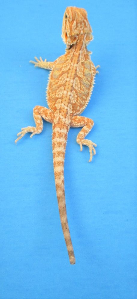 Tangerine & Orange Bearded Dragons For Sale | Atomic Lizard Ranch