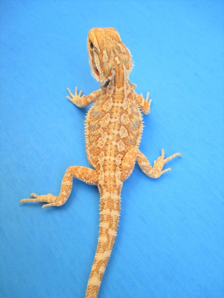 Tangerine & Orange Bearded Dragons For Sale | Atomic Lizard Ranch