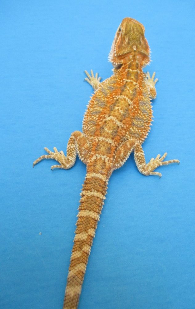 Tangerine & Orange Bearded Dragons For Sale | Atomic Lizard Ranch