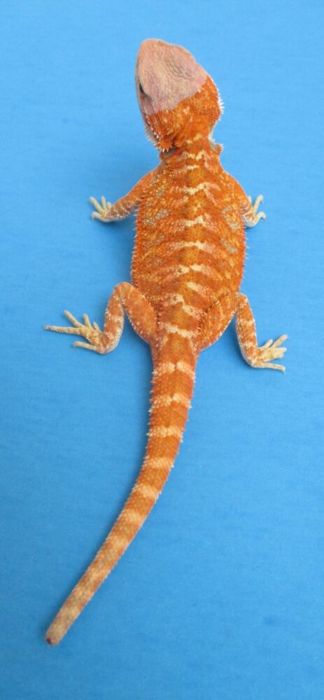 Gala Red Bearded Dragons For Sale Online | Atomic Lizard Ranch