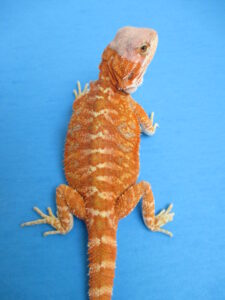 Gala Red Bearded Dragons For Sale Online | Atomic Lizard Ranch