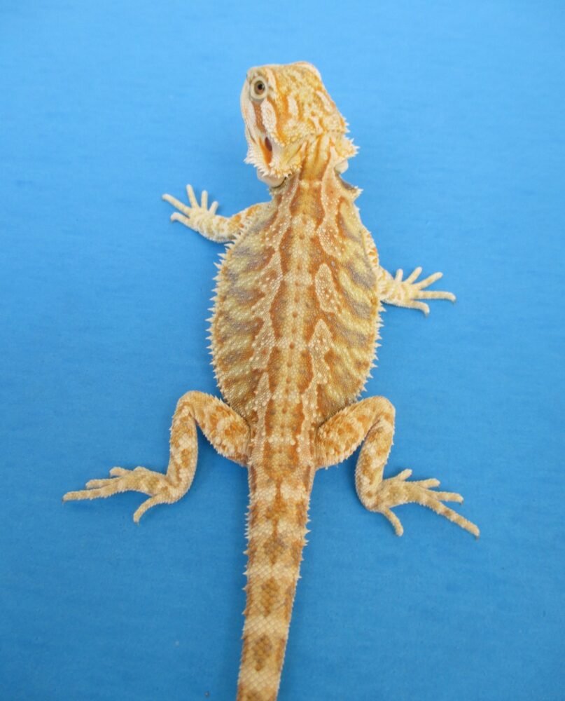 Hypo Melanistic Bearded Dragons For Sale | Atomic Lizard Ranch