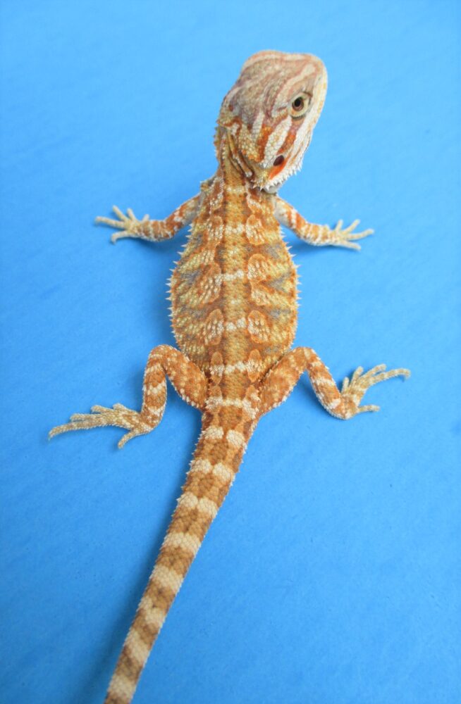 Tangerine & Orange Bearded Dragons For Sale | Atomic Lizard Ranch