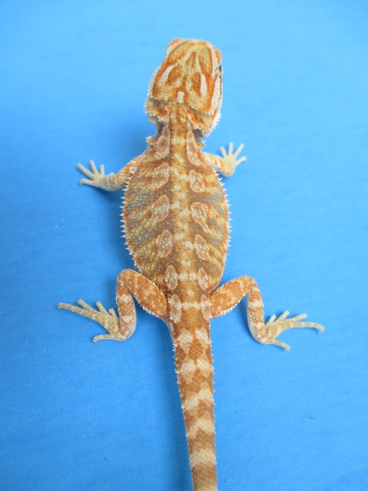 Tangerine & Orange Bearded Dragons For Sale | Atomic Lizard Ranch