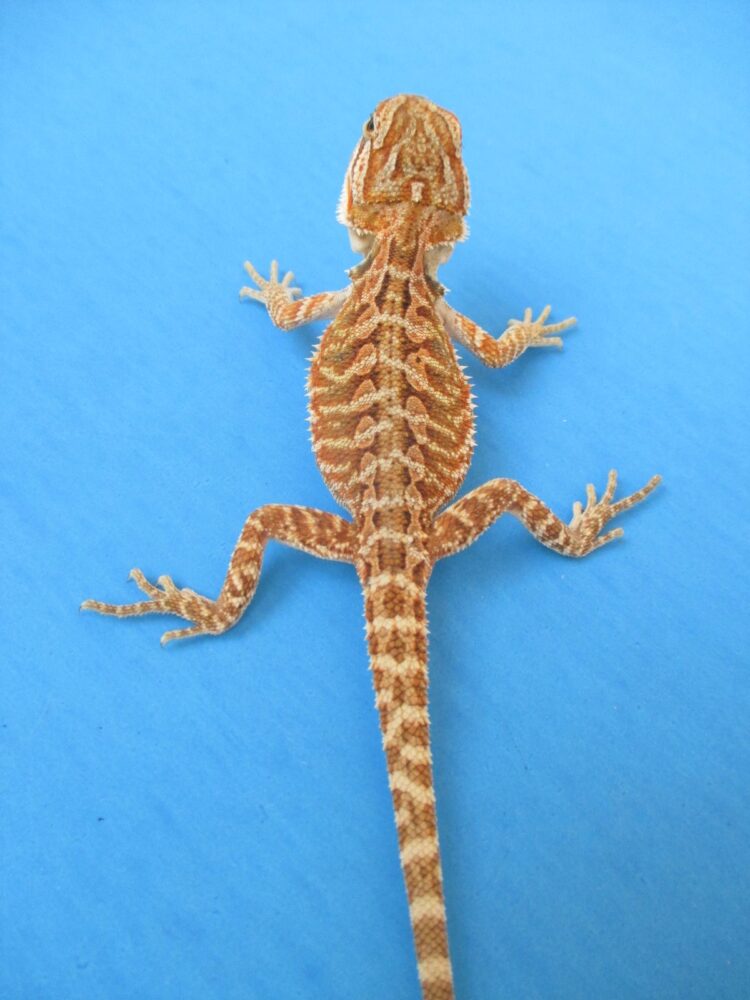 Tangerine & Orange Bearded Dragons For Sale | Atomic Lizard Ranch
