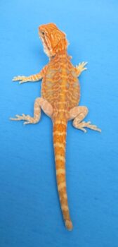 Citrus Leatherback Bearded Dragons For Sale | Atomic Lizard Ranch
