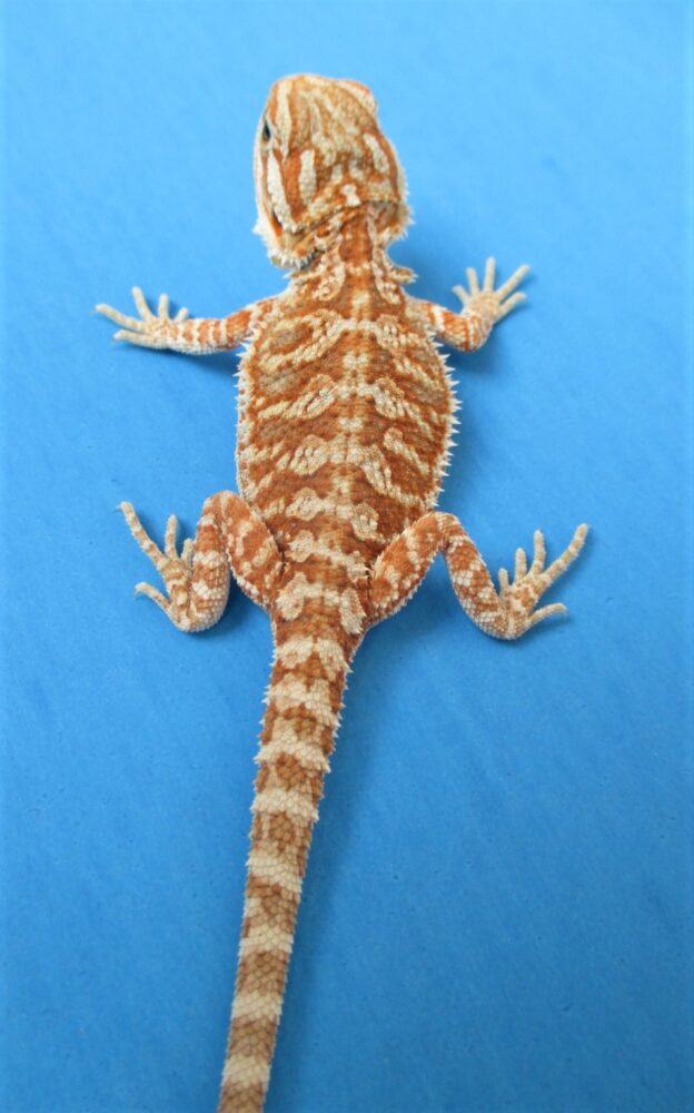 Tangerine & Orange Bearded Dragons For Sale | Atomic Lizard Ranch