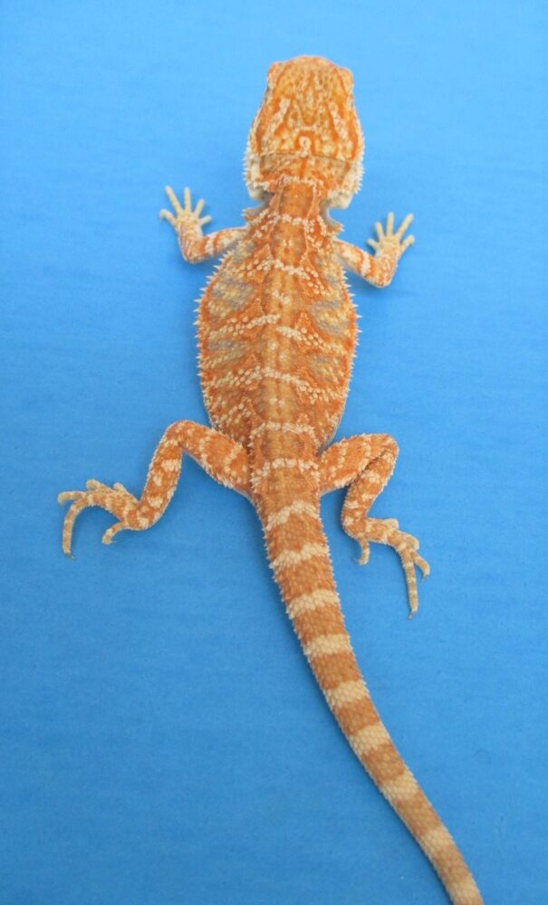 Hypo Melanistic Bearded Dragons For Sale | Atomic Lizard Ranch