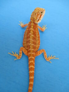 Gala Red Bearded Dragons For Sale Online | Atomic Lizard Ranch