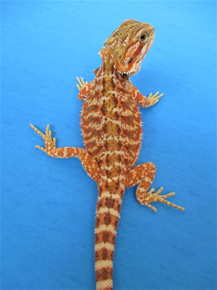 Gala Red Bearded Dragons For Sale Online | Atomic Lizard Ranch