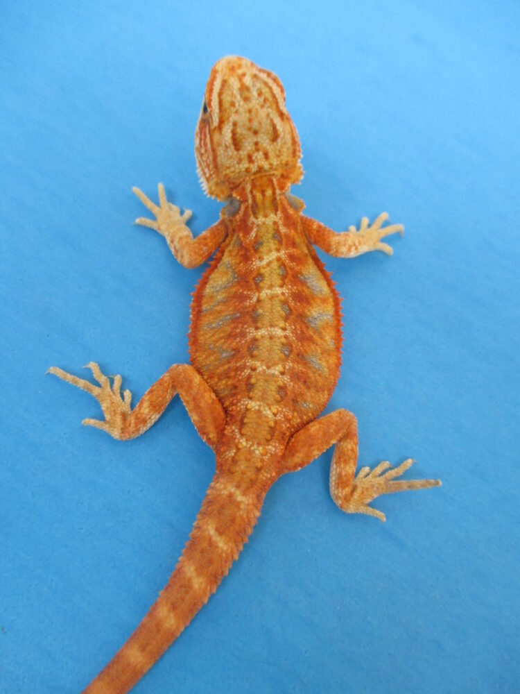 Gala Red Bearded Dragons For Sale Online | Atomic Lizard Ranch