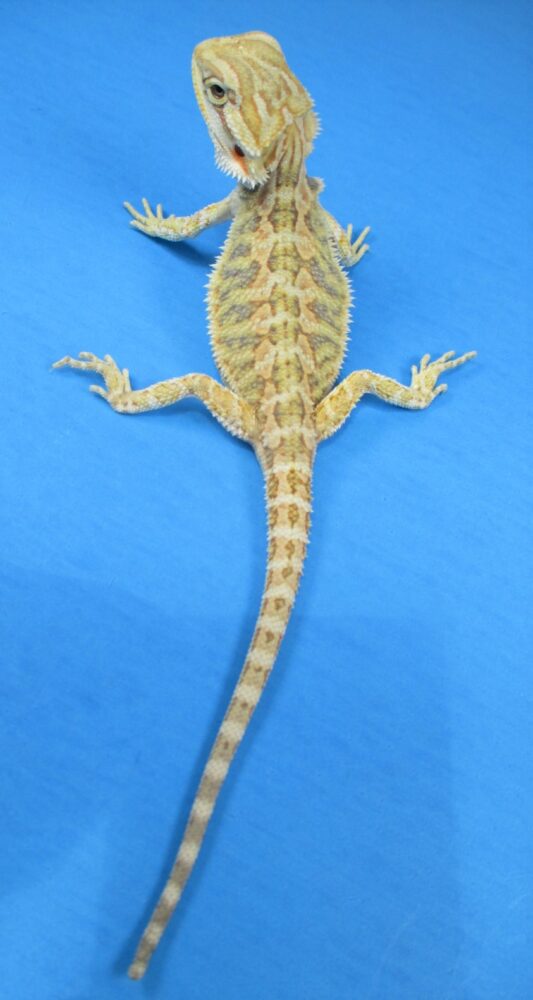 Citrus Bearded Dragons For Sale | Atomic Lizard Ranch