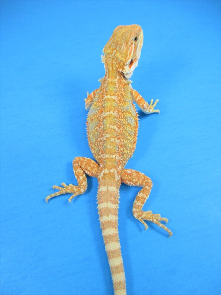 Hypo Melanistic Bearded Dragons For Sale | Atomic Lizard Ranch