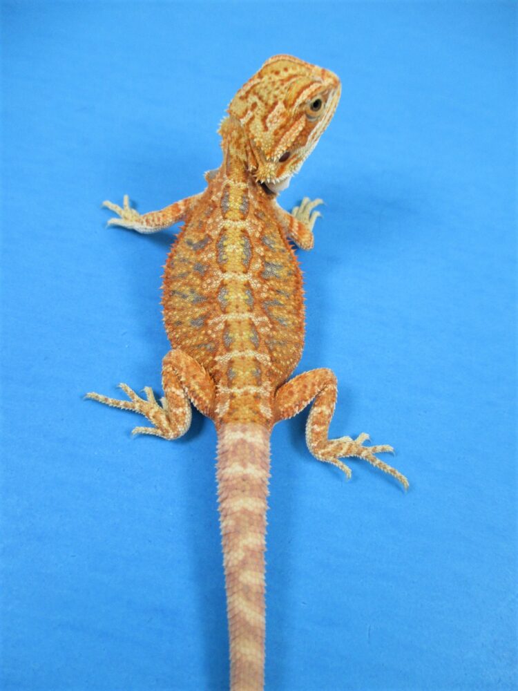 Tangerine & Orange Bearded Dragons For Sale | Atomic Lizard Ranch