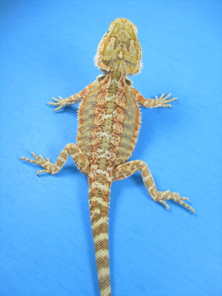 Tangerine & Orange Bearded Dragons For Sale | Atomic Lizard Ranch