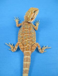 Tangerine & Orange Bearded Dragons For Sale | Atomic Lizard Ranch