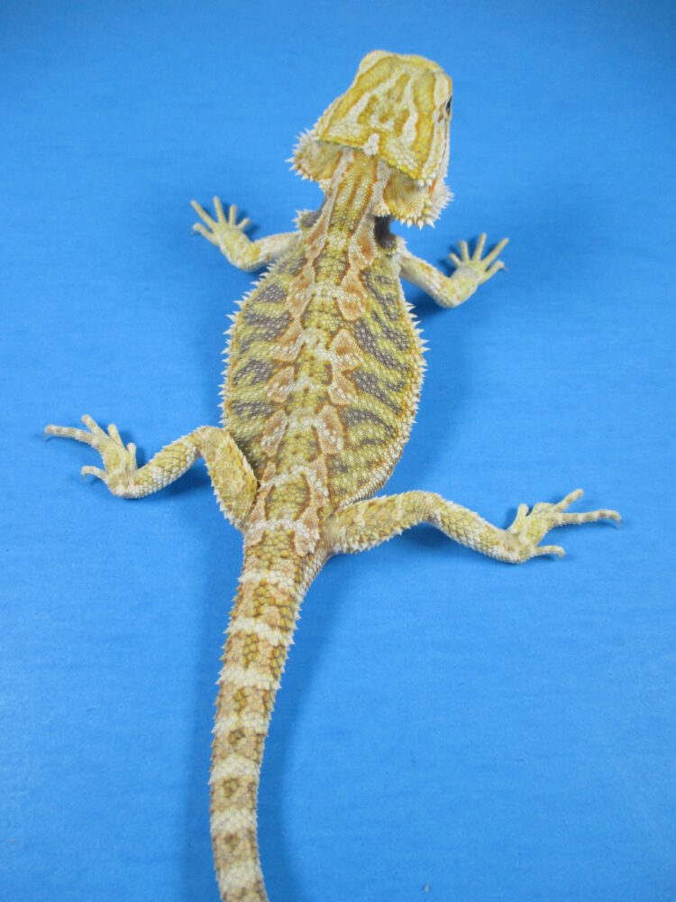 Citrus Bearded Dragons For Sale | Atomic Lizard Ranch
