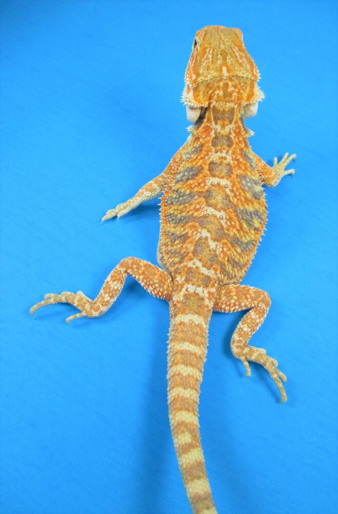Hypo Melanistic Bearded Dragons For Sale | Atomic Lizard Ranch