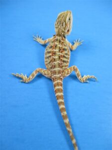 Tangerine & Orange Bearded Dragons For Sale | Atomic Lizard Ranch