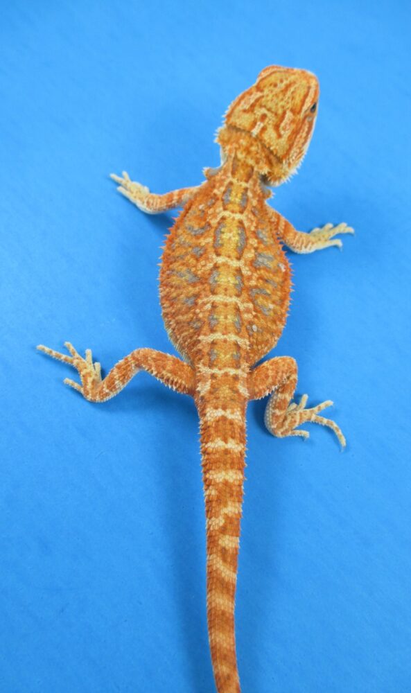 Gala Red Bearded Dragons For Sale Online | Atomic Lizard Ranch