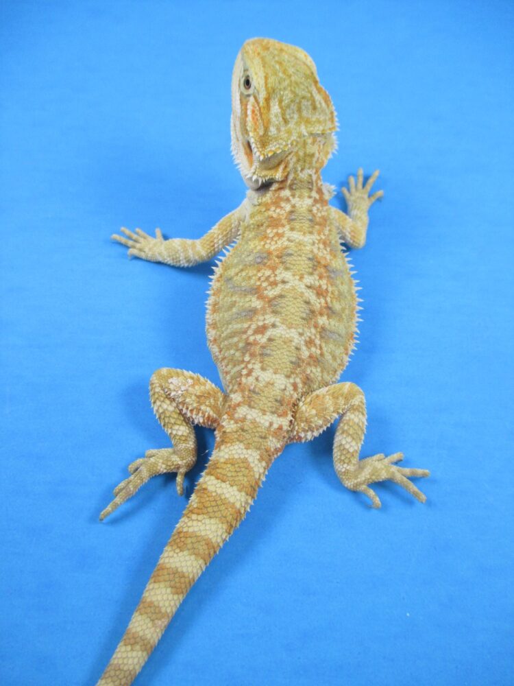 Hypo Melanistic Bearded Dragons For Sale | Atomic Lizard Ranch