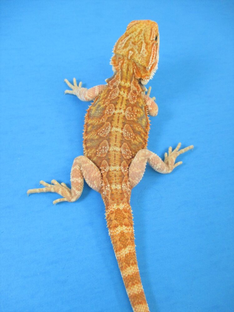 Tangerine & Orange Bearded Dragons For Sale | Atomic Lizard Ranch