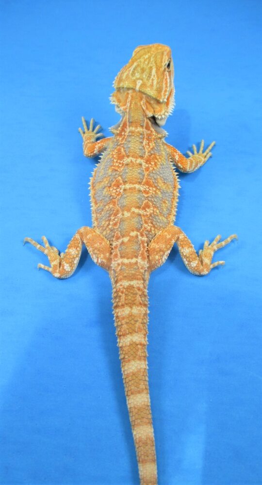 Tangerine & Orange Bearded Dragons For Sale | Atomic Lizard Ranch