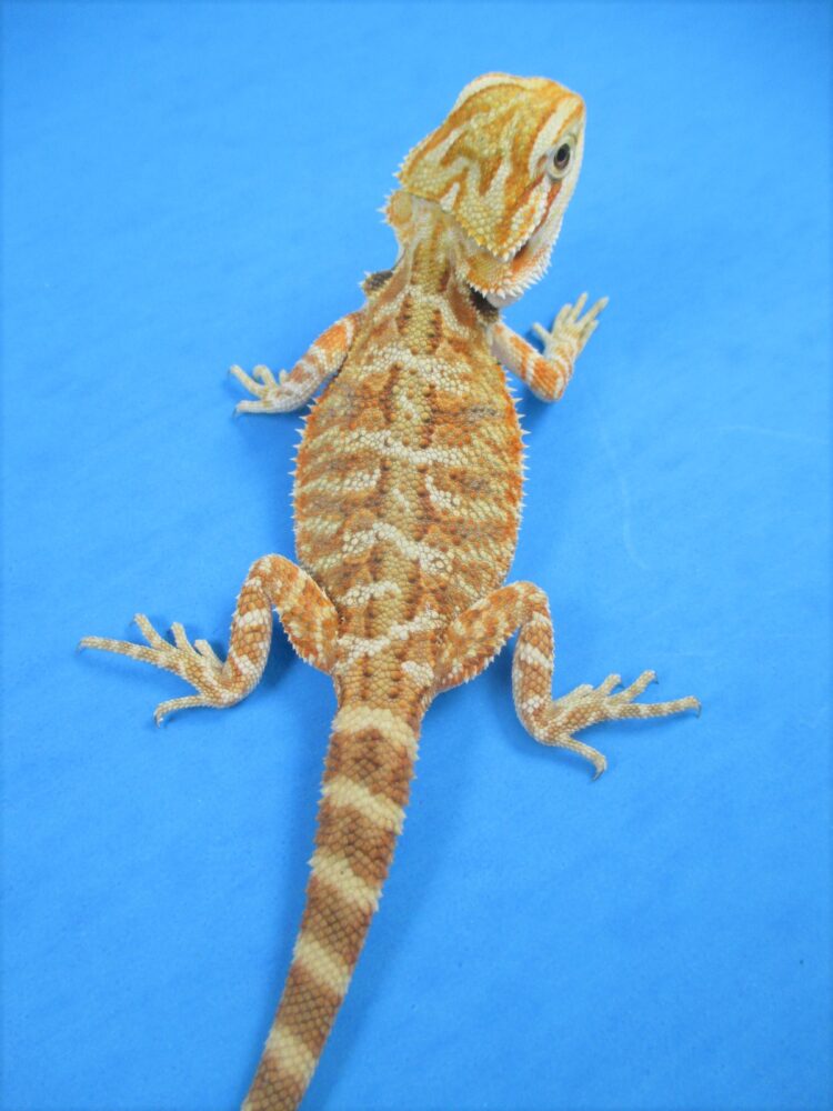 Tangerine & Orange Bearded Dragons For Sale | Atomic Lizard Ranch