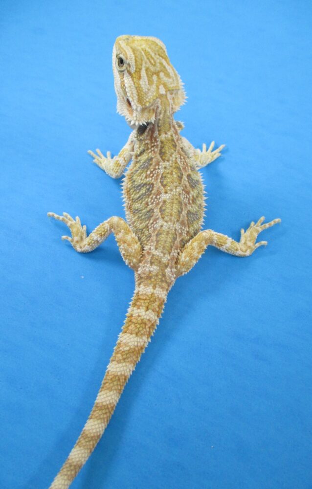 Hypo Melanistic Bearded Dragons For Sale | Atomic Lizard Ranch