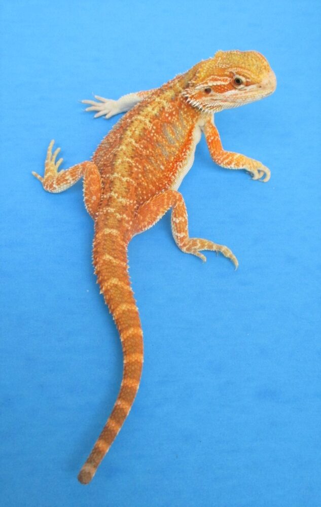Hypo Melanistic Bearded Dragons For Sale | Atomic Lizard Ranch