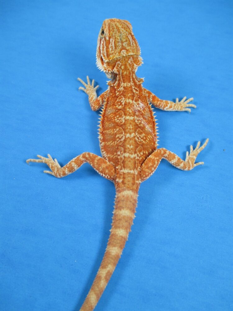 Gala Red Bearded Dragons For Sale Online | Atomic Lizard Ranch
