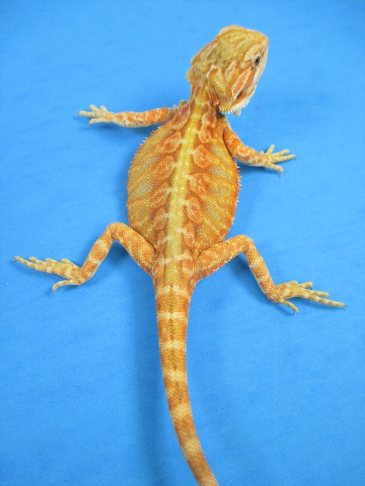 Citrus Leatherback Bearded Dragons For Sale | Atomic Lizard Ranch