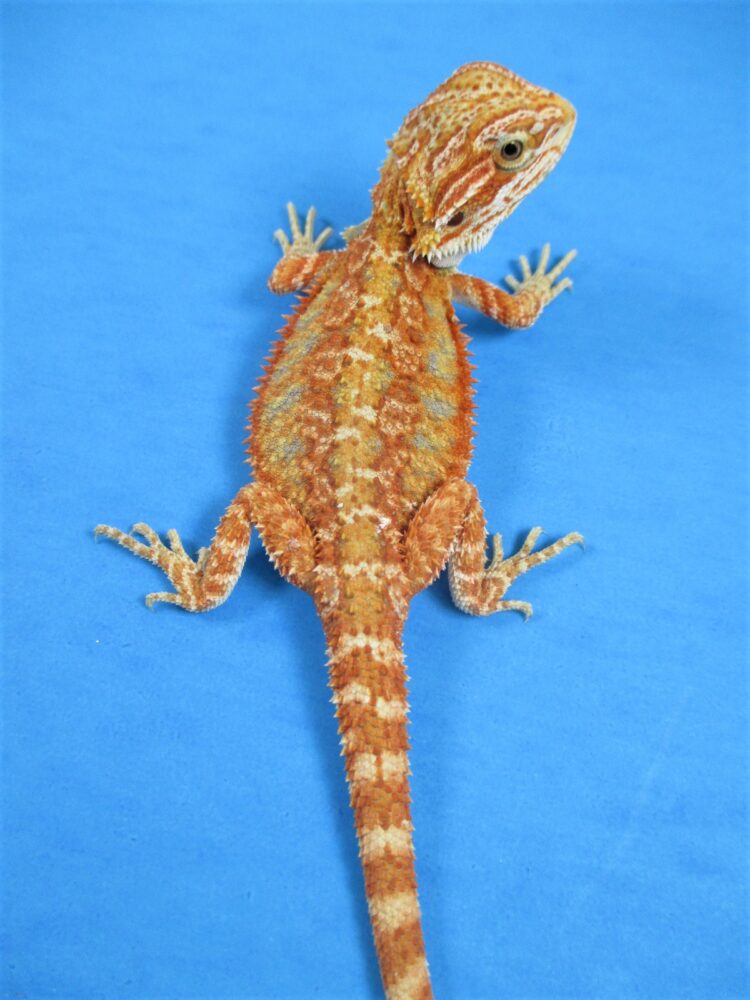 Gala Red Bearded Dragons For Sale Online | Atomic Lizard Ranch