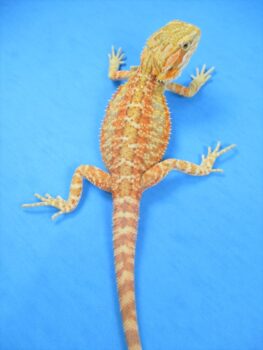 Tangerine & Orange Bearded Dragons For Sale | Atomic Lizard Ranch