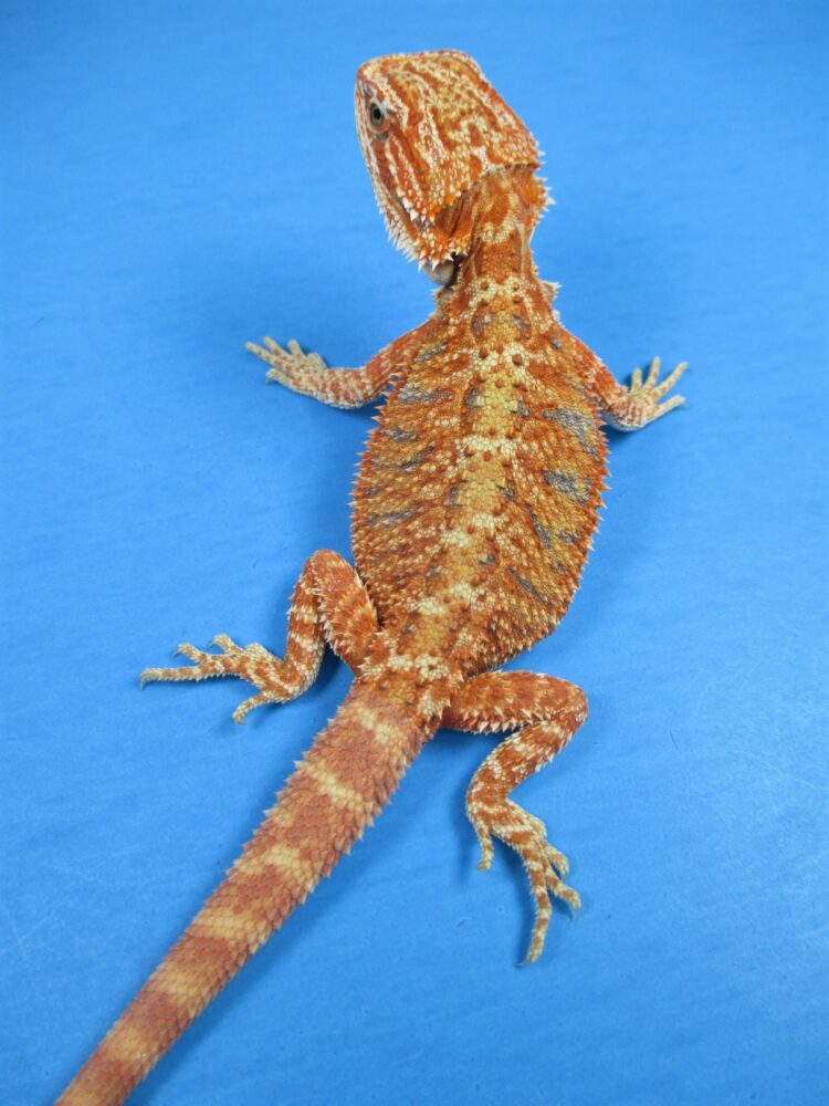 Gala Red Bearded Dragons For Sale Online | Atomic Lizard Ranch