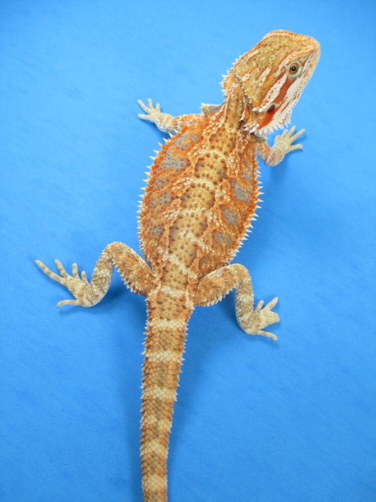 Tangerine & Orange Bearded Dragons For Sale | Atomic Lizard Ranch