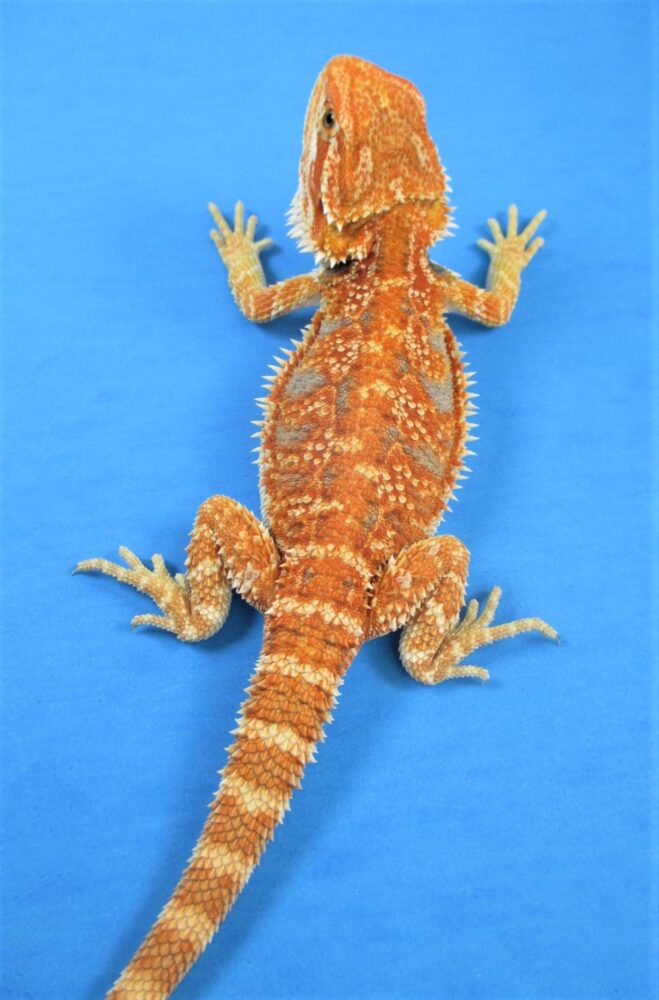 Gala Red Bearded Dragons For Sale Online | Atomic Lizard Ranch