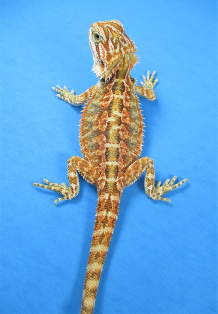 Tangerine & Orange Bearded Dragons For Sale | Atomic Lizard Ranch
