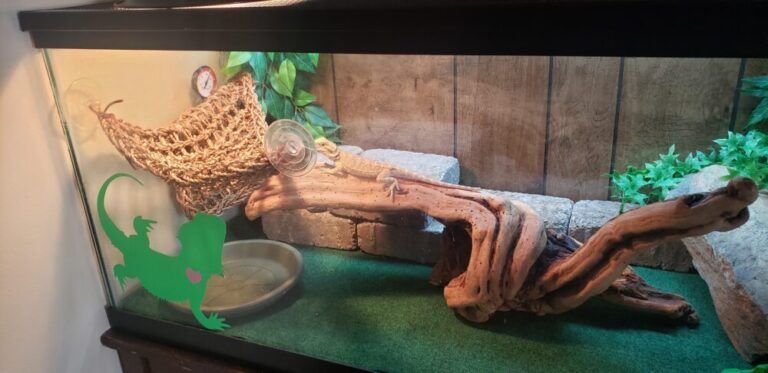 Testimonials | Atomic Lizard Ranch