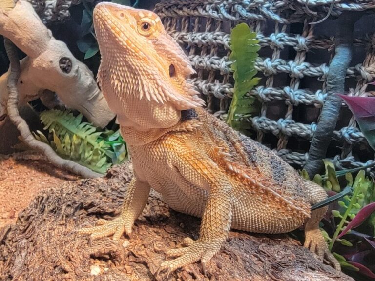 Testimonials | Atomic Lizard Ranch