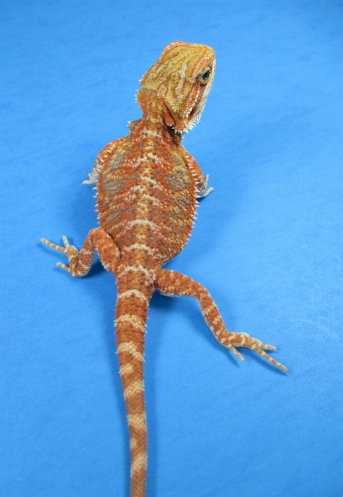 Gala Red Bearded Dragons For Sale Online | Atomic Lizard Ranch