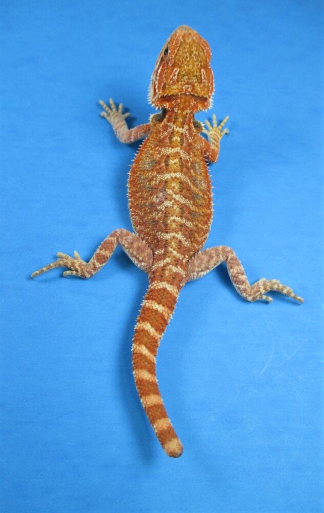Gala Red Bearded Dragons For Sale Online | Atomic Lizard Ranch