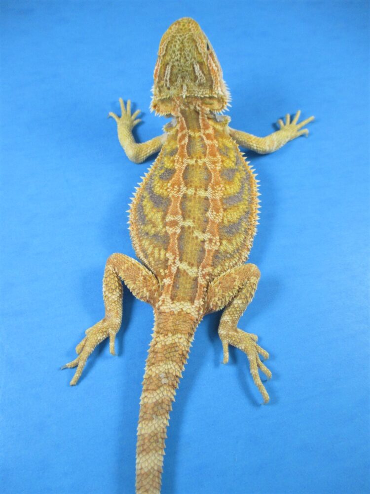 Citrus Bearded Dragons For Sale | Atomic Lizard Ranch
