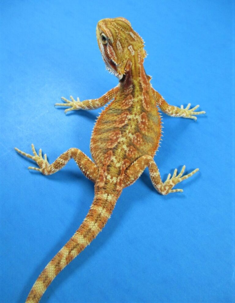 Tangerine & Orange Bearded Dragons For Sale | Atomic Lizard Ranch