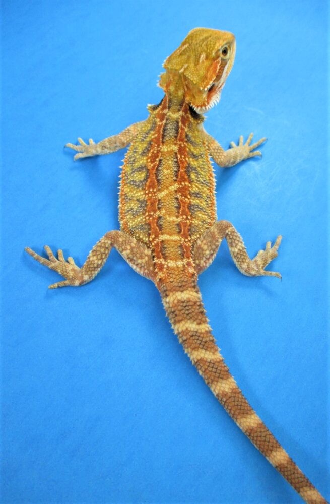 Tangerine & Orange Bearded Dragons For Sale | Atomic Lizard Ranch