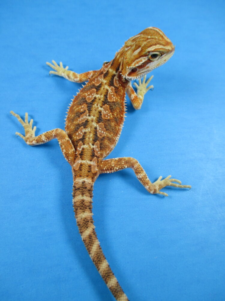 Gala Red Bearded Dragons For Sale Online | Atomic Lizard Ranch