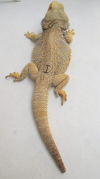 Adult Bearded Dragons For Sale - Adoption & Rescues | Atomic Lizard Ranch