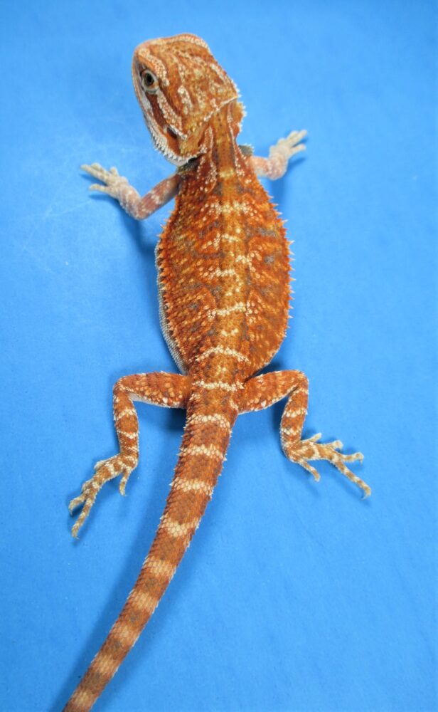 Gala Red Bearded Dragons For Sale Online | Atomic Lizard Ranch