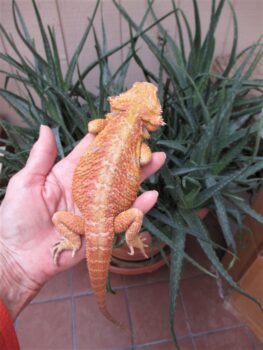 Adult Bearded Dragons For Sale - Adoption & Rescues | Atomic Lizard Ranch